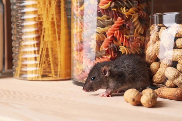 How to Identify the Signs of a Rat Infestation: A Quick Guide